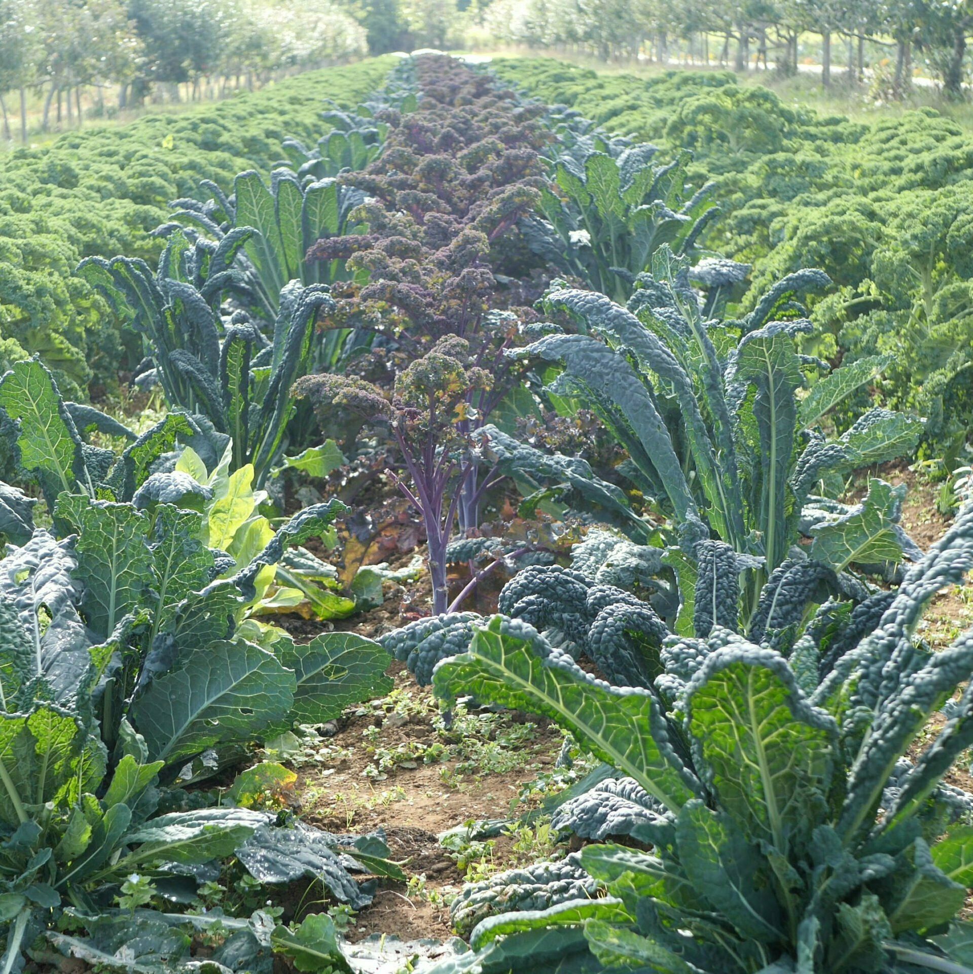 Home | Growing Real Food For Nutrition CIC